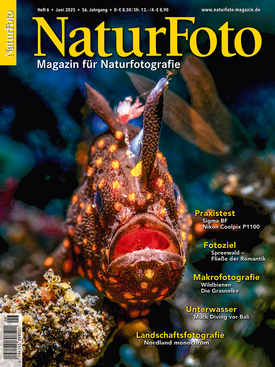 NaturFoto 6/2025 | NaturFoto | Magazine | Tecklenborg Verlag