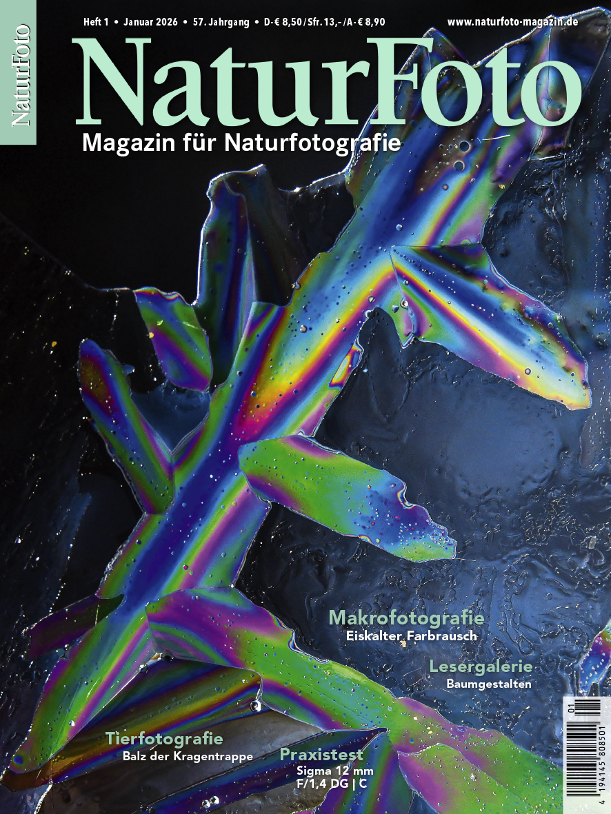NaturFoto 1/2026 | NaturFoto | Magazine | Tecklenborg Verlag