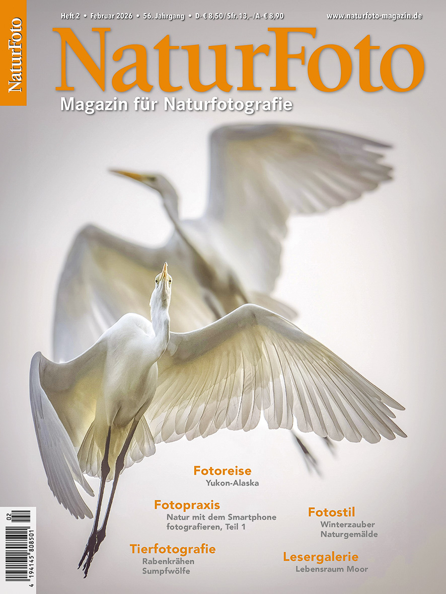 NaturFoto 2/2026 | NaturFoto | Magazine | Tecklenborg Verlag