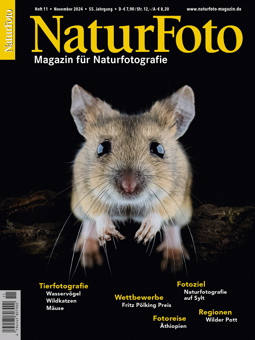 NaturFoto 11/2024 | NaturFoto | Magazine | Tecklenborg Verlag
