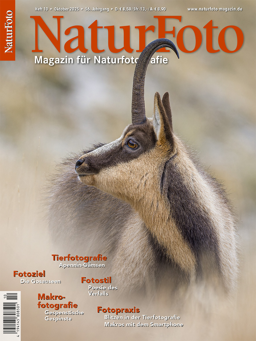 NaturFoto 10/2025 | NaturFoto | Magazine | Tecklenborg Verlag