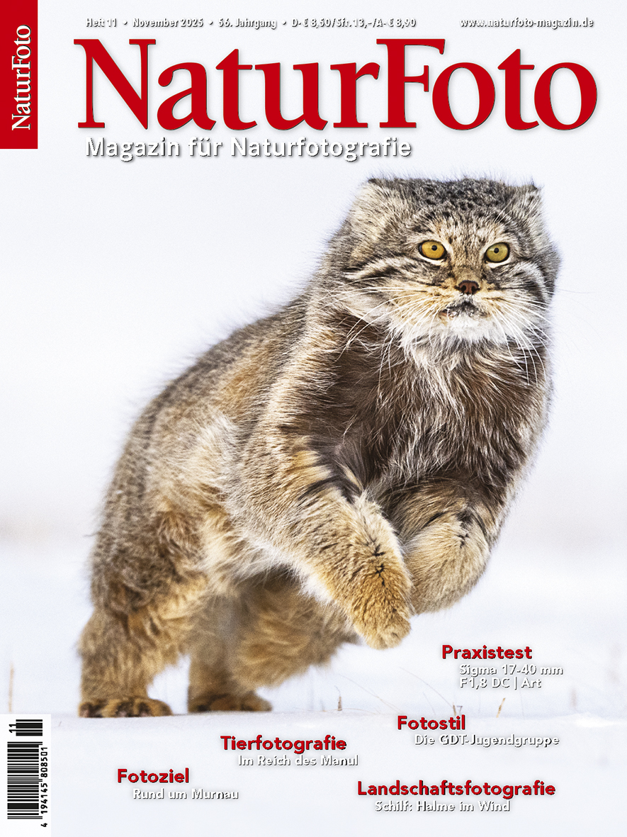 NaturFoto 11/2025 | NaturFoto | Magazine | Tecklenborg Verlag